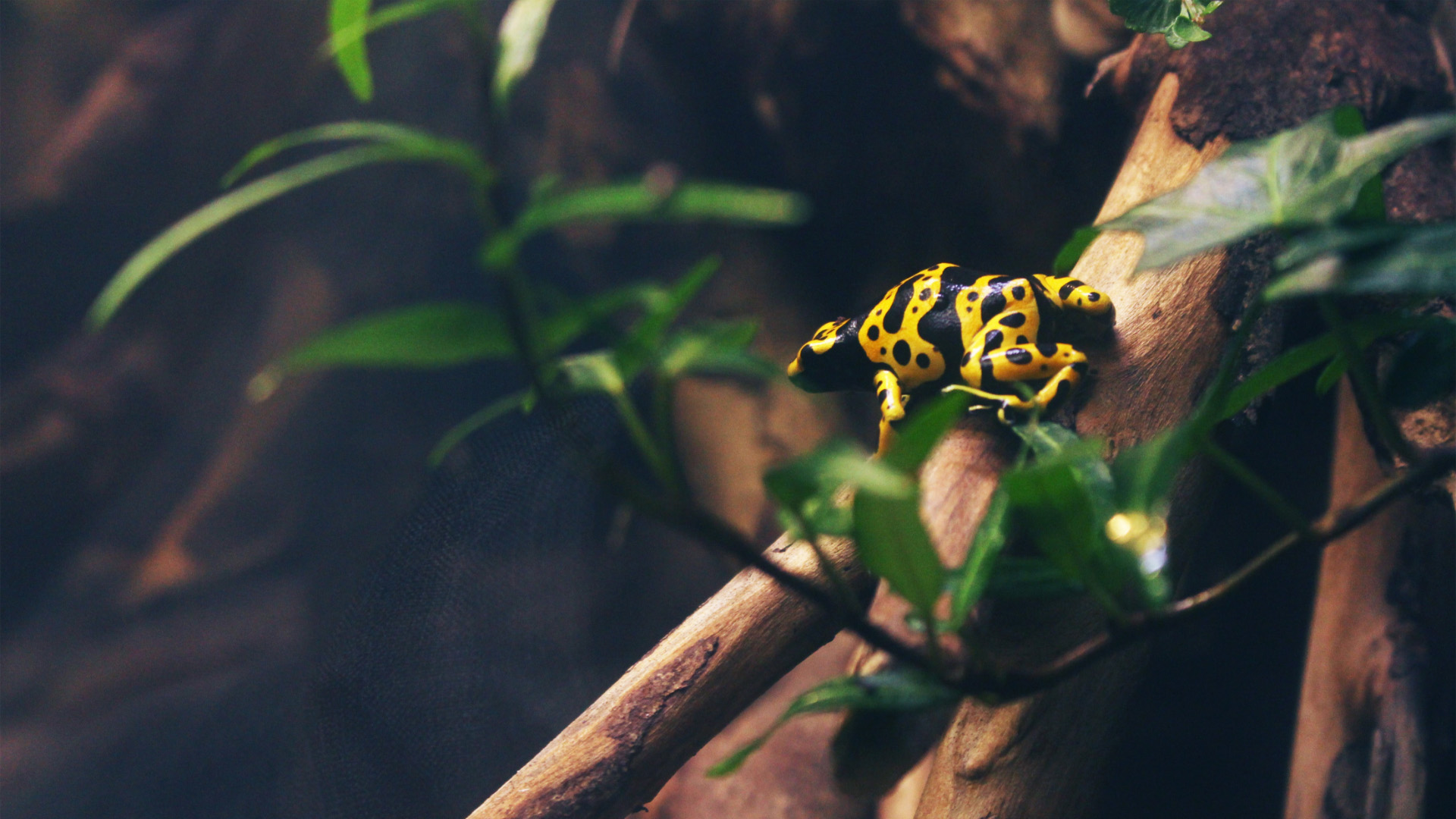 An Application To Identify Amphibians Computer Vision