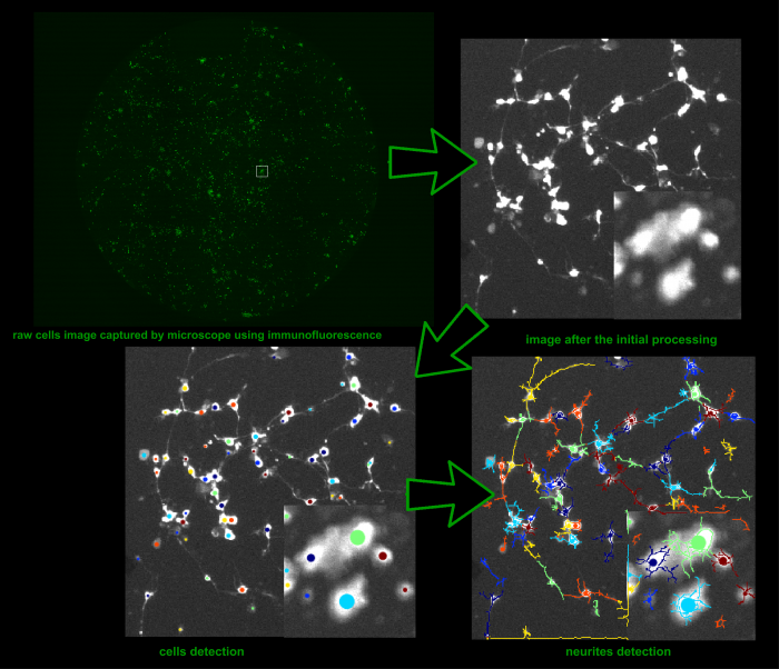 Computer Vision solution to track dead and alive cells| ISS Art projects