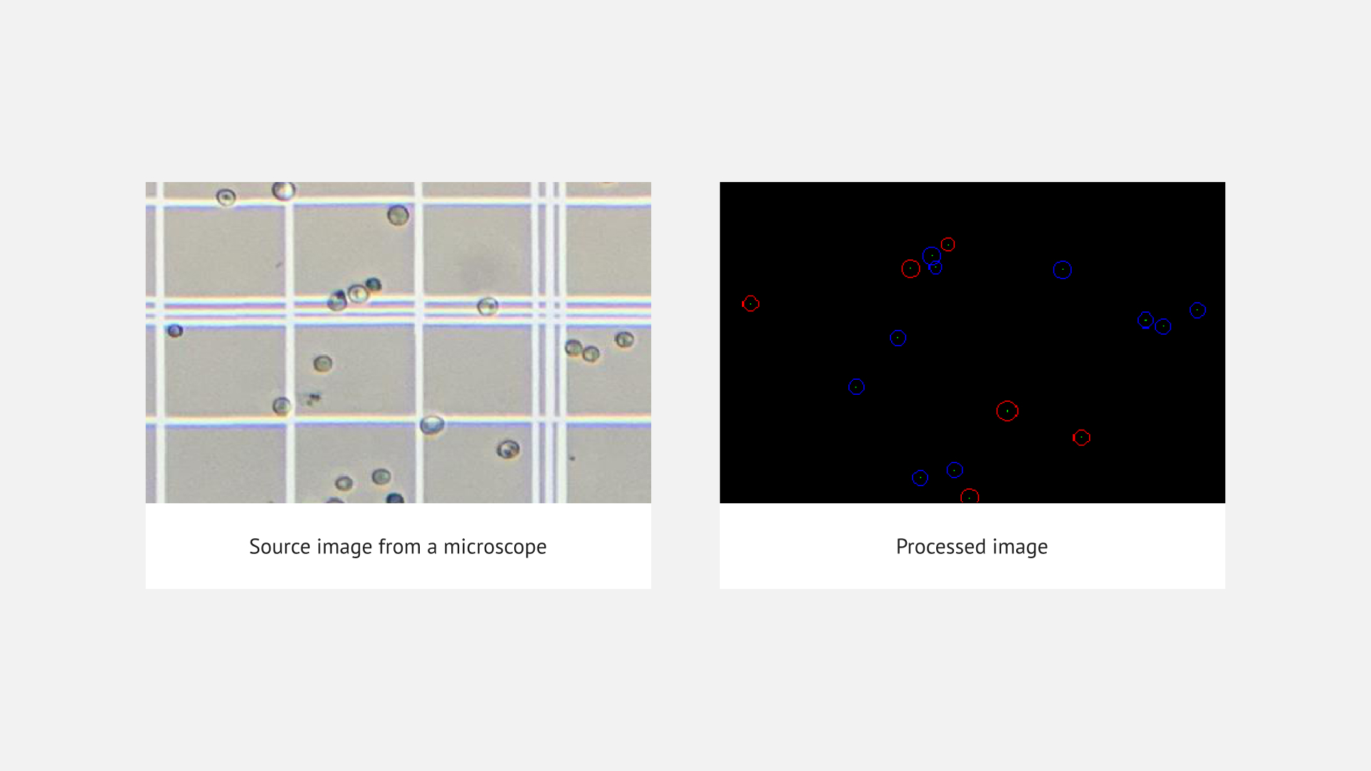 An Algorithm To Recognize Cells In Yeast Images Portfolio Iss Art